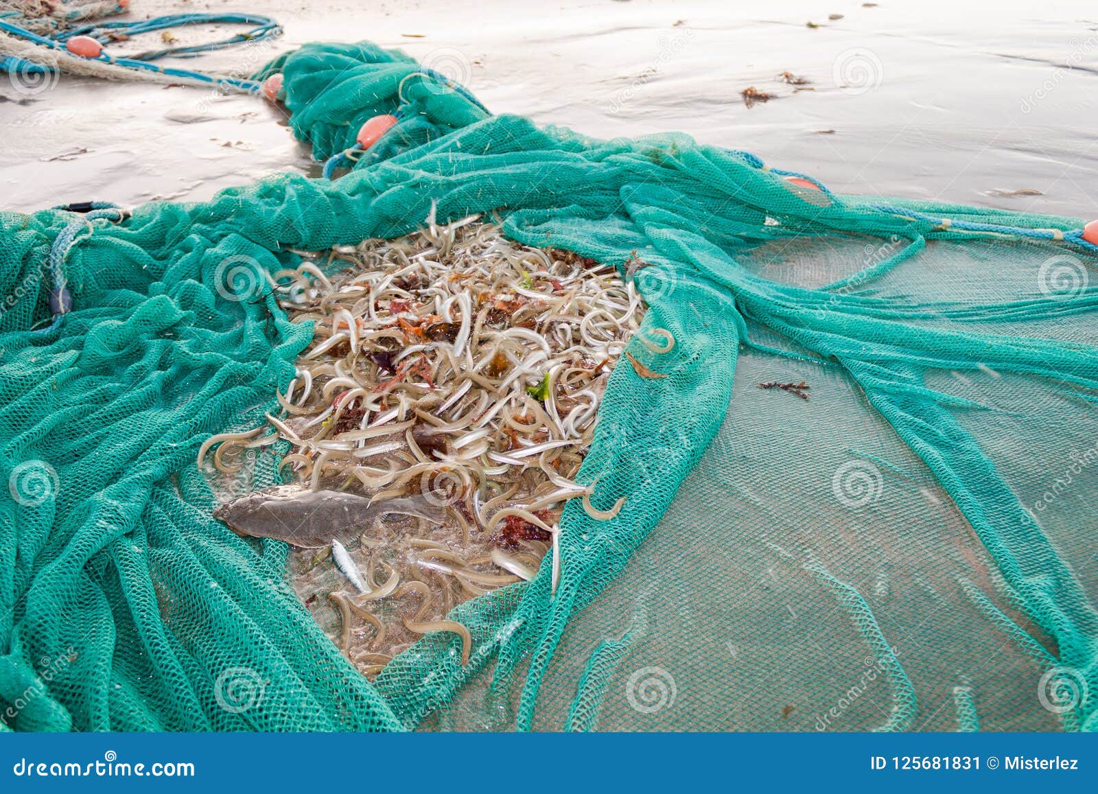 Rede Completamente Dos Peixes Imagem de Stock - Imagem de enguias ...