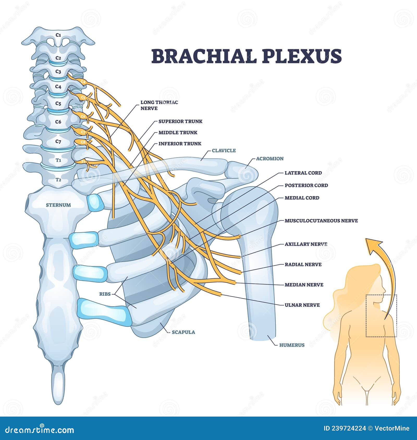 Rede De Nervos Plexus Braquial Na Estrutura Do Ombro Conceito ... Rede De Nervos Plexus Braquial Na Estrutura Do Ombro Conceito ...