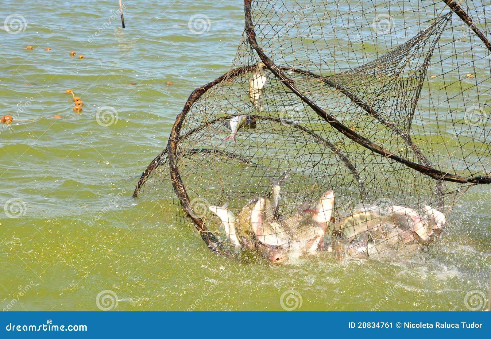 Rede de pesca com peixes imagem de stock. Imagem de fundo - 20834761