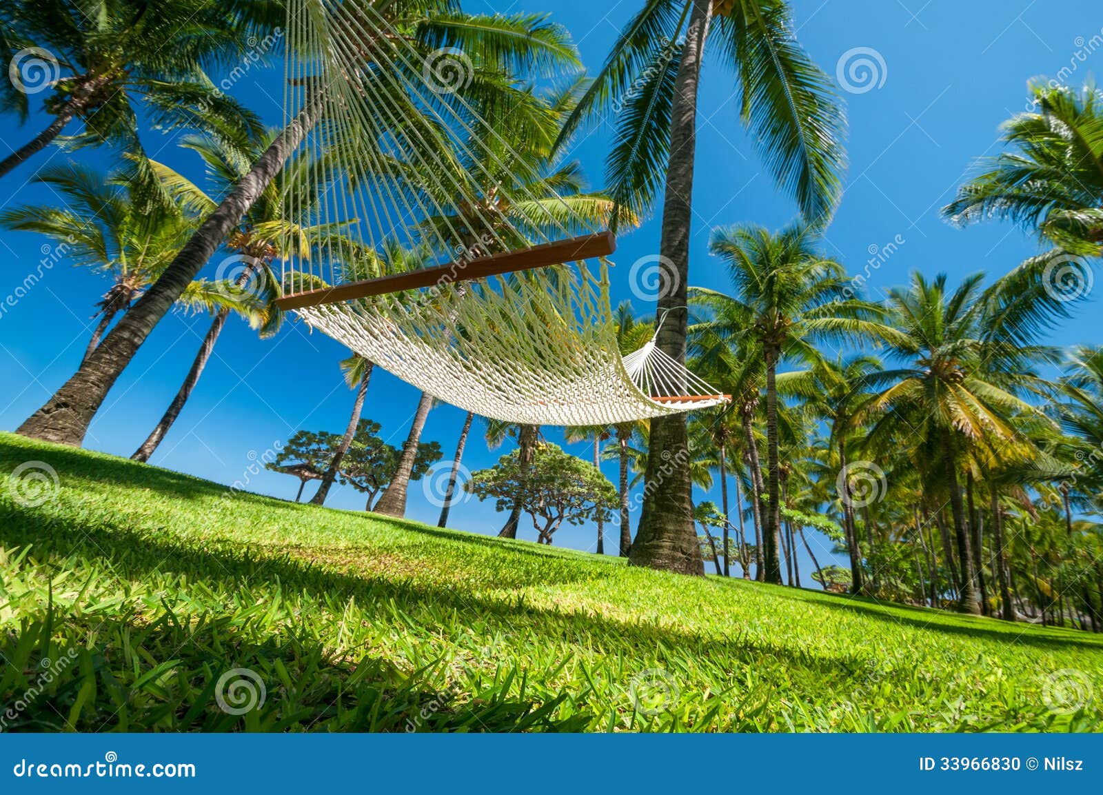 Rede na praia tropical foto de stock. Imagem de beleza - 33966830