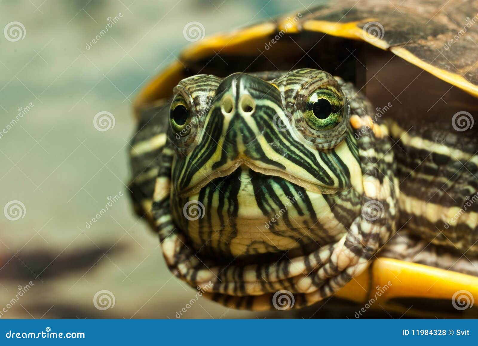 Redeared turtle stock photo. Image of nose, bumpy, pond - 11984328