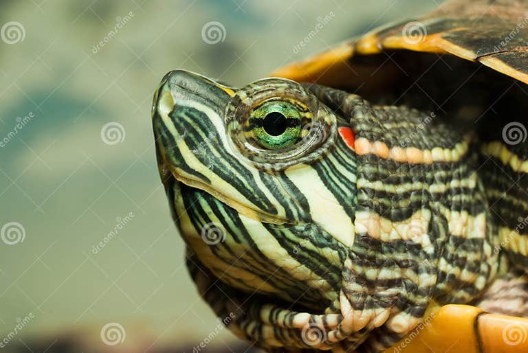 Redeared turtle stock image. Image of curiosity, pets - 11984339