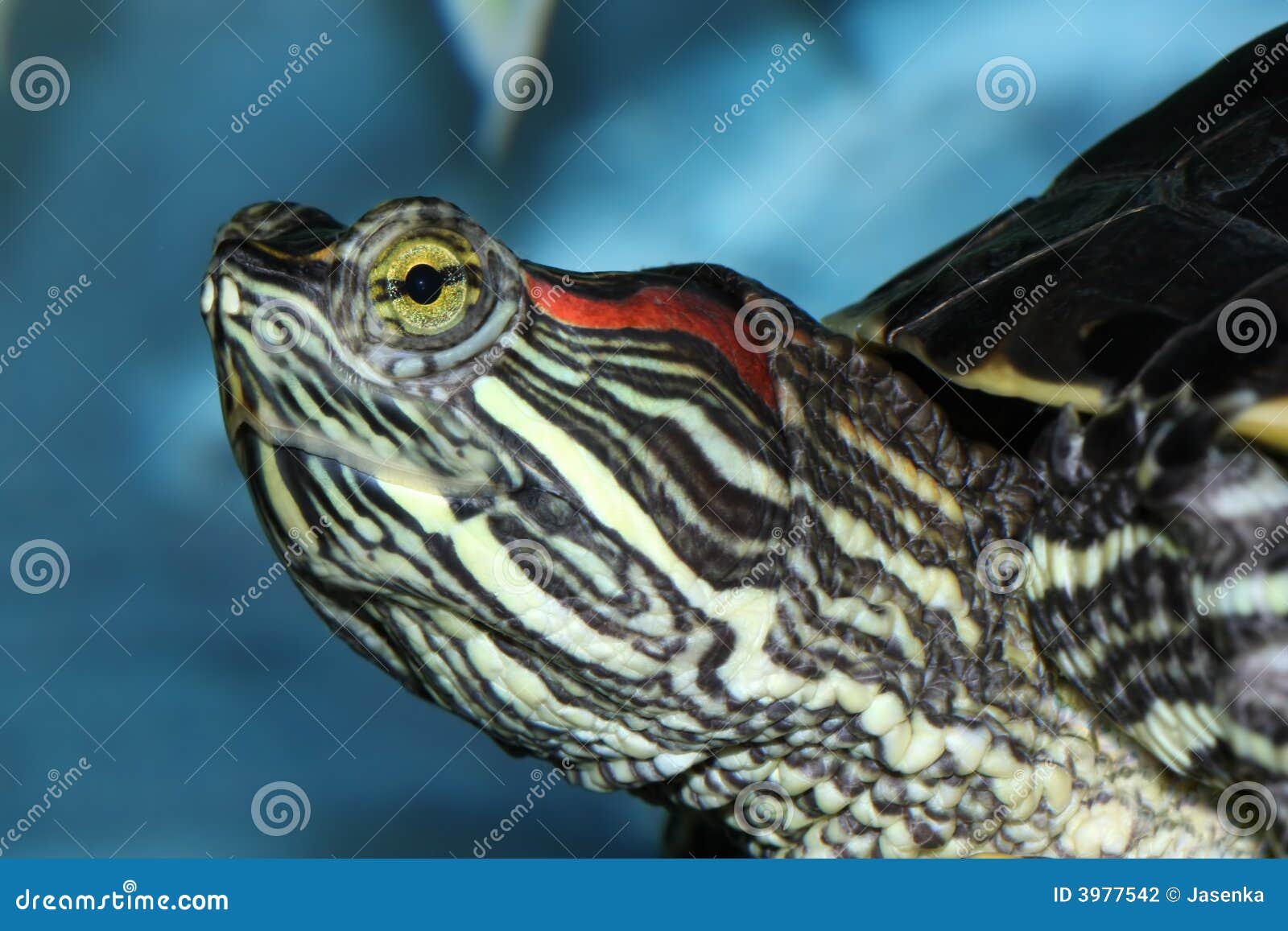 Redeared turtle stock photo. Image of turtle, elegans - 3977542