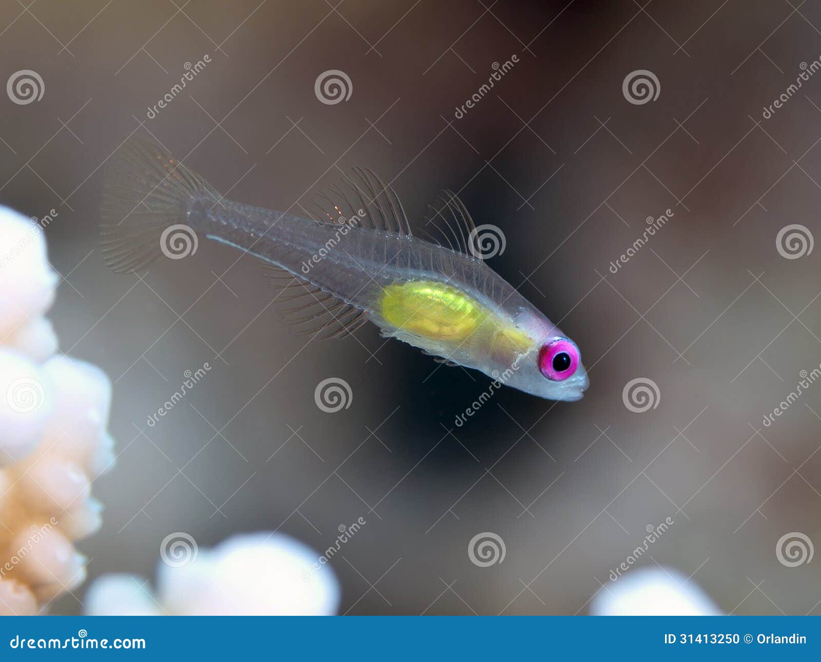 Redeye goby stock photo. Image of redeye, coral, exotic - 31413250