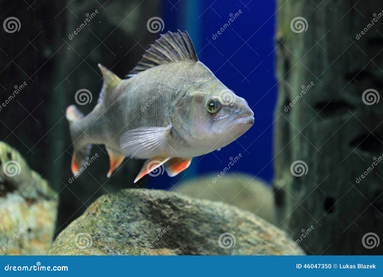 Redfin perch stock photo. Image of water, english, floating - 46047350