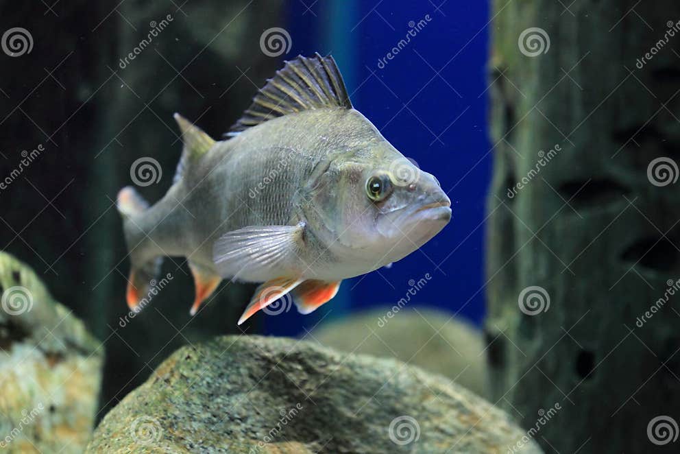 Redfin perch stock photo. Image of water, english, floating - 46047350