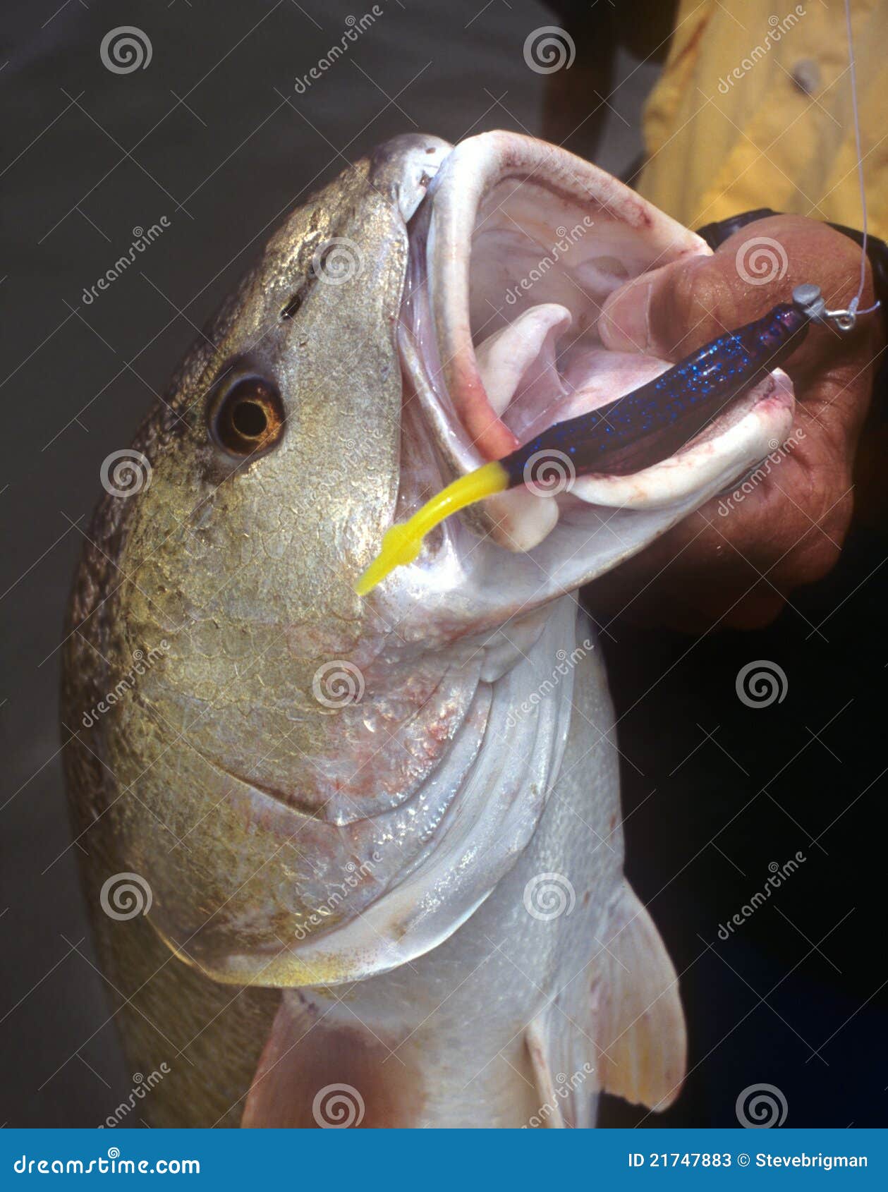 Redfish Royalty-Free Stock Photo | CartoonDealer.com #31533741