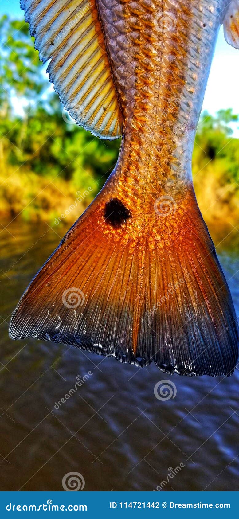Redfish fish orange tail stock photo. Image of tail - 114721442
