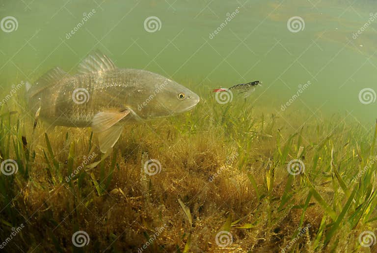 Redfish in Ocean Chasing Lure Stock Image - Image of water, fish: 29140741