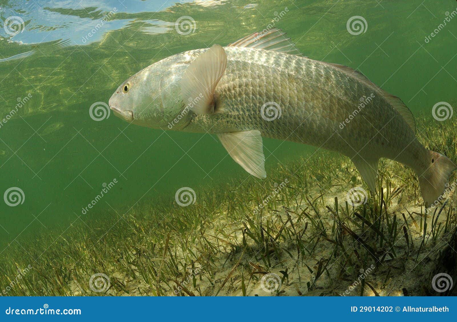 Redfish is Swimming in the Grass Flats Ocean Stock Photo - Image of ...