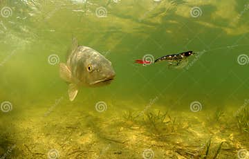 Redfish Underwater Chasing Lure Stock Photo - Image of fishing, fish ...