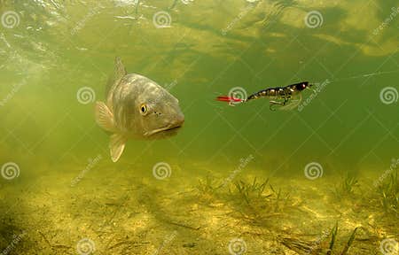 Redfish Underwater Chasing Lure Stock Photo - Image of fishing, fish ...