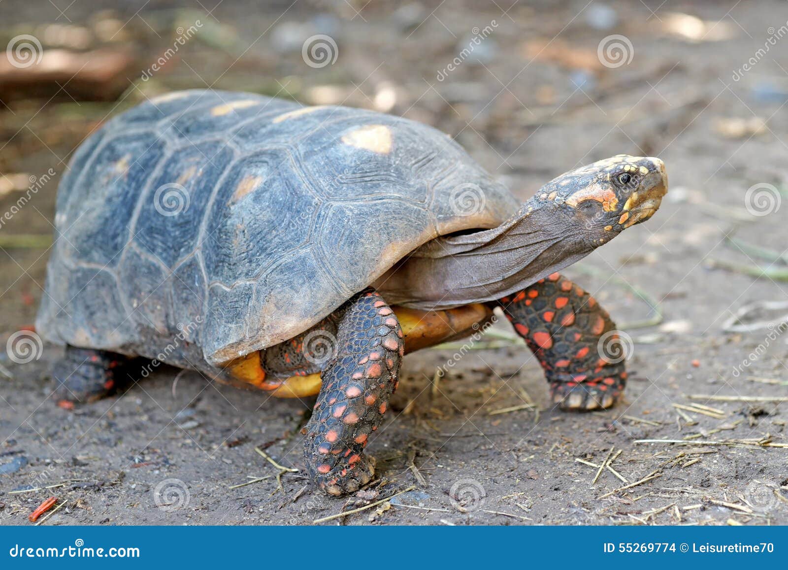 Redfoot tortoise stock photo. Image of wildlife, redfoot - 55269774