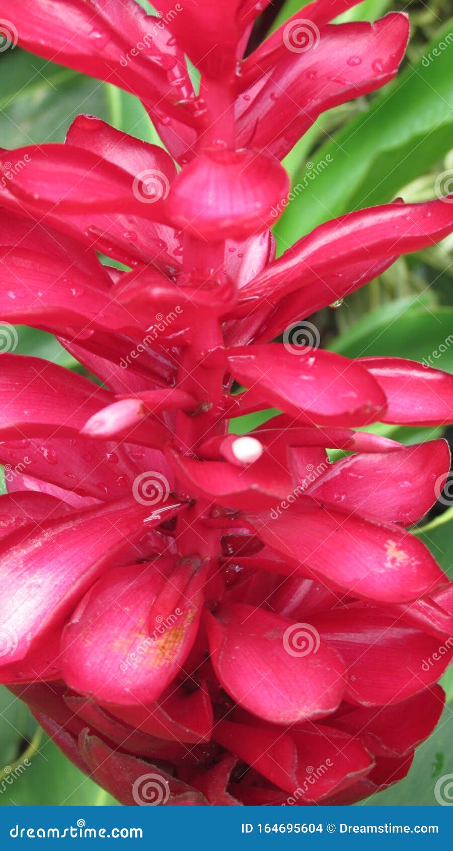 Redginger in paradise stock photo. Image of ginger, rain - 164695604