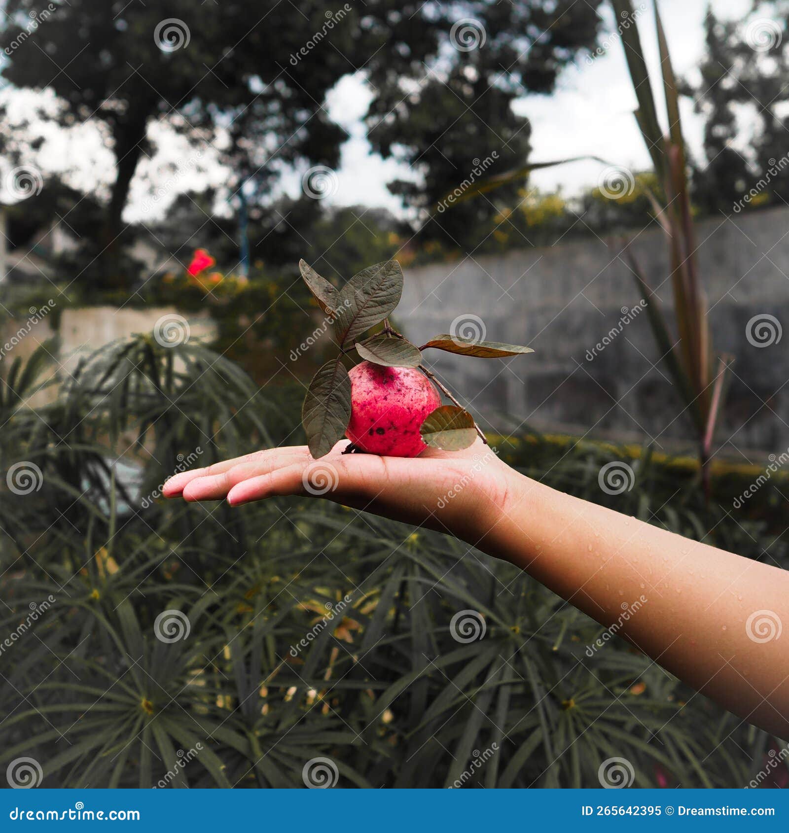 Redhand stock image. Image of morning, redhand, hand - 265642395