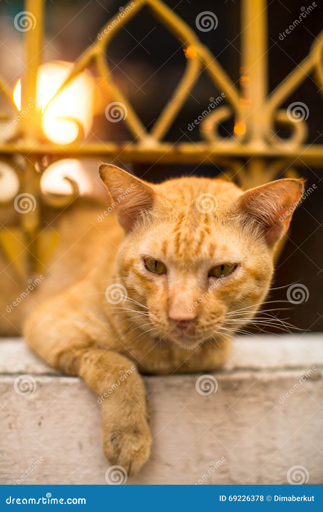 Redhead Cat Basking in the Sun Lying by the Fence. Stock Photo - Image ...