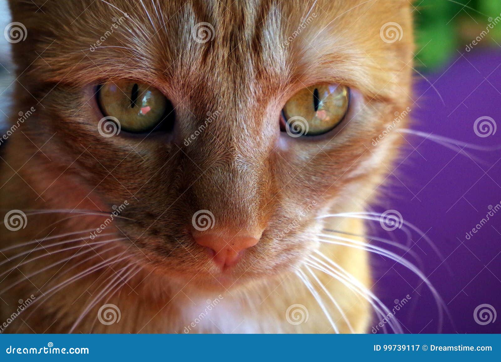 Redhead cat stock image. Image of mishu, look, face, portrait - 99739117