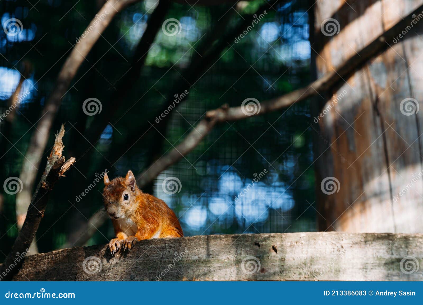 Redhead Cheerful Squirrel Basking in the Sun at the Zoo Stock Image ...