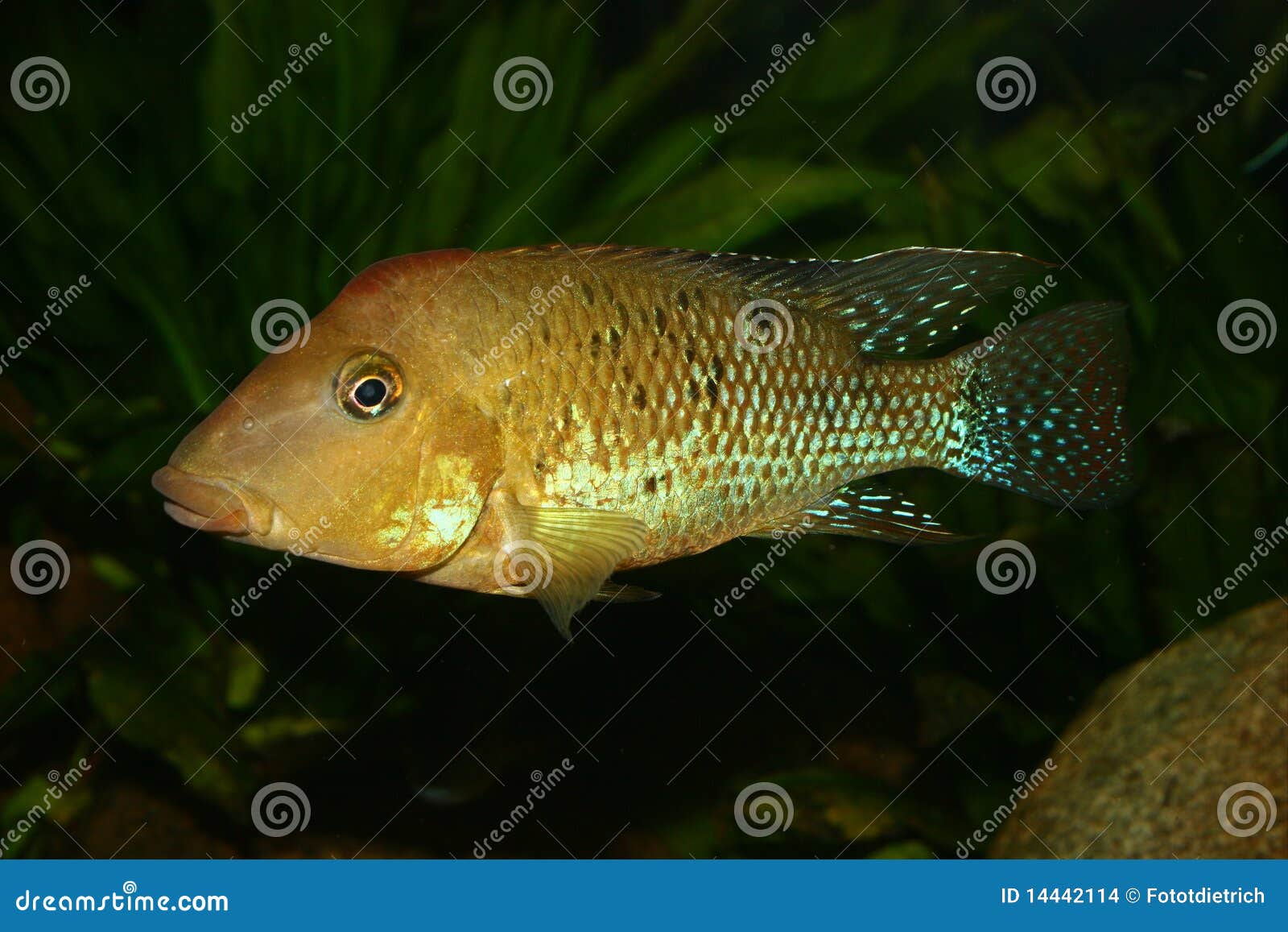 Redhead Cichlid (Geophagus Steindachneri) Stock Photo - Image of male ...