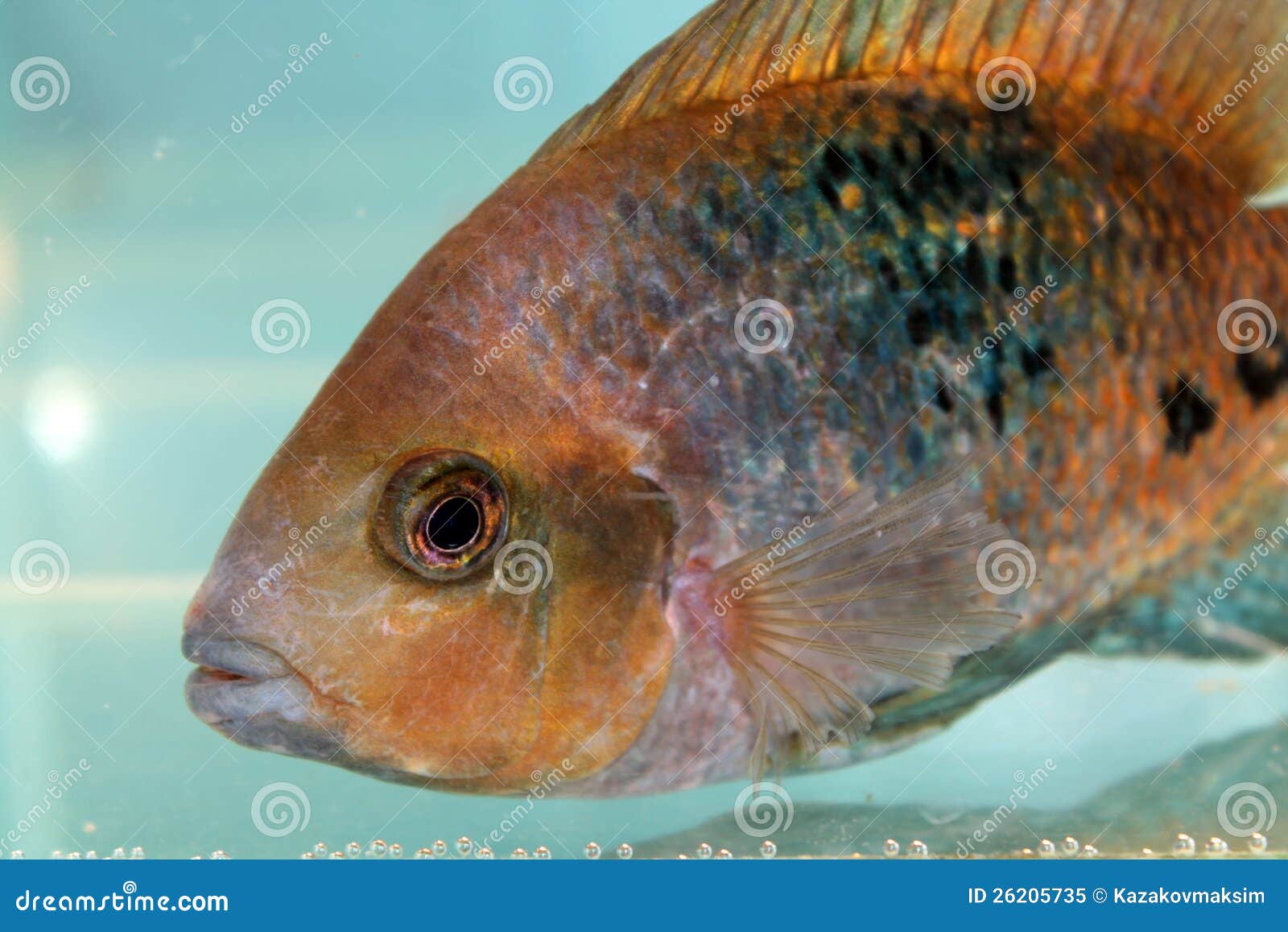 Redhead Cichlid (Vieja Synspila) Stock Image - Image of water ...