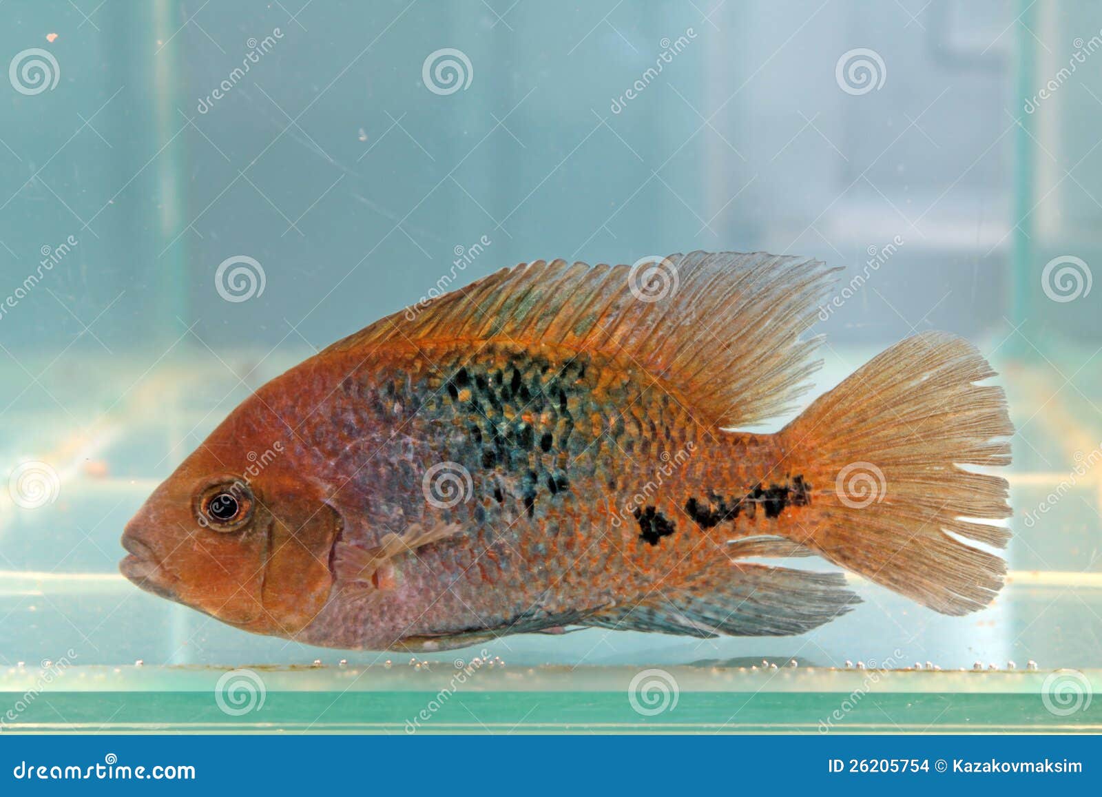 Redhead Cichlid (Vieja Synspila) Stock Photo - Image of ornamental ...