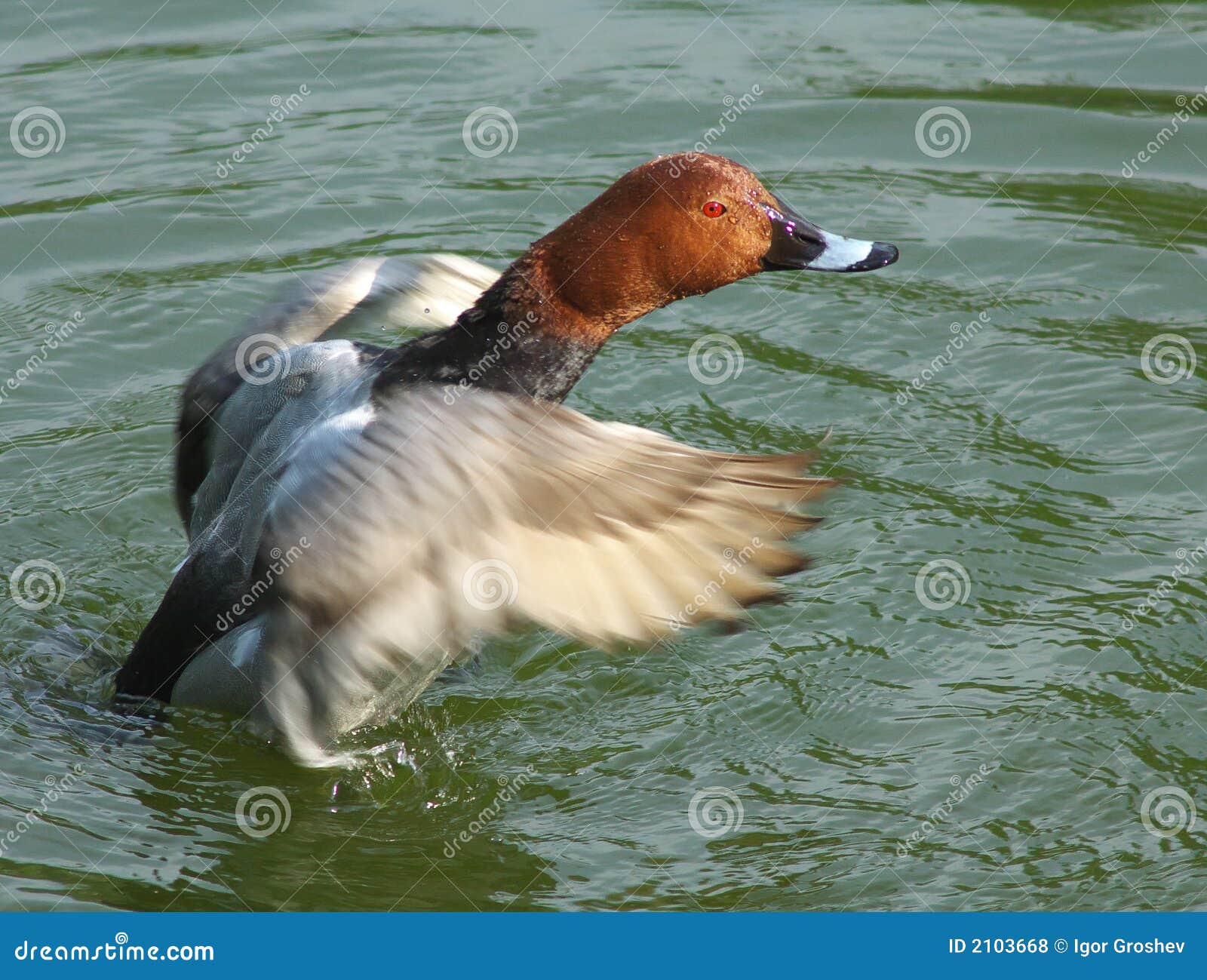 Redhead duck stock photo. Image of eyes, water, redhead - 2103668