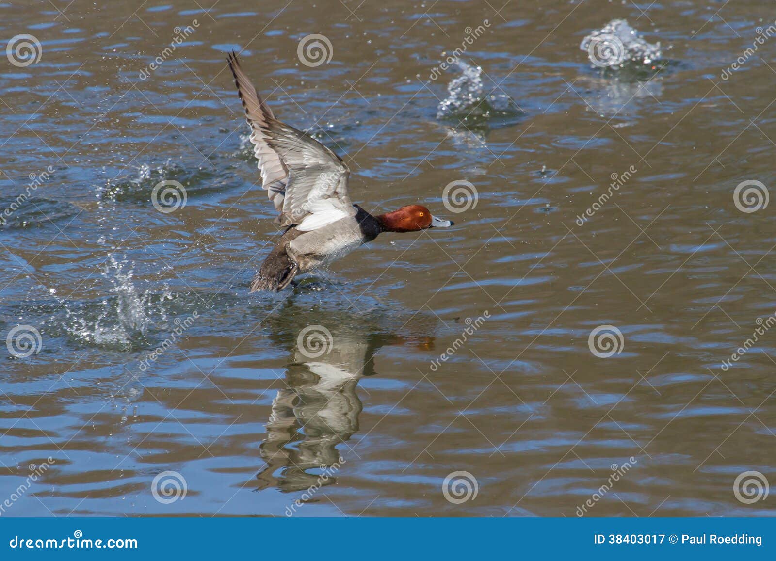 Redhead Duck stock image. Image of flight, north, reflection - 38403017