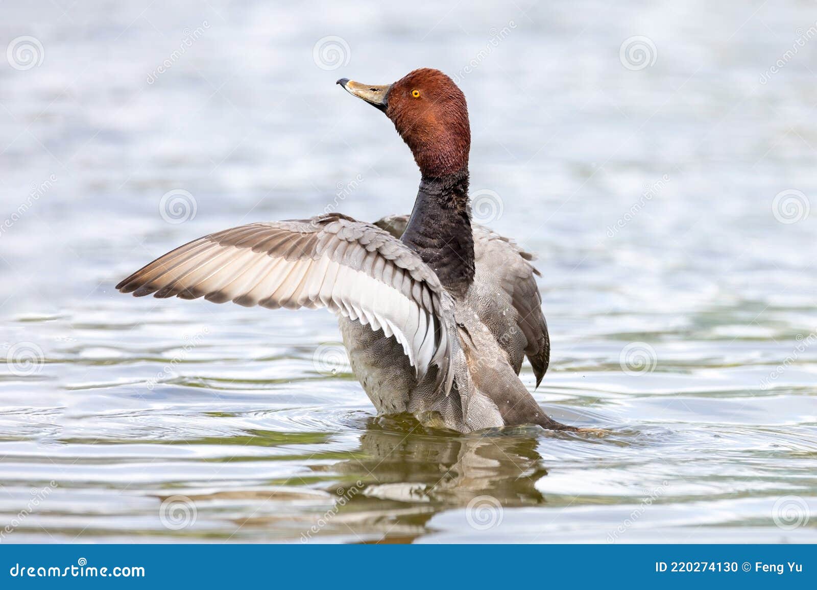 Redhead Duck Stock Photo | CartoonDealer.com #40387254