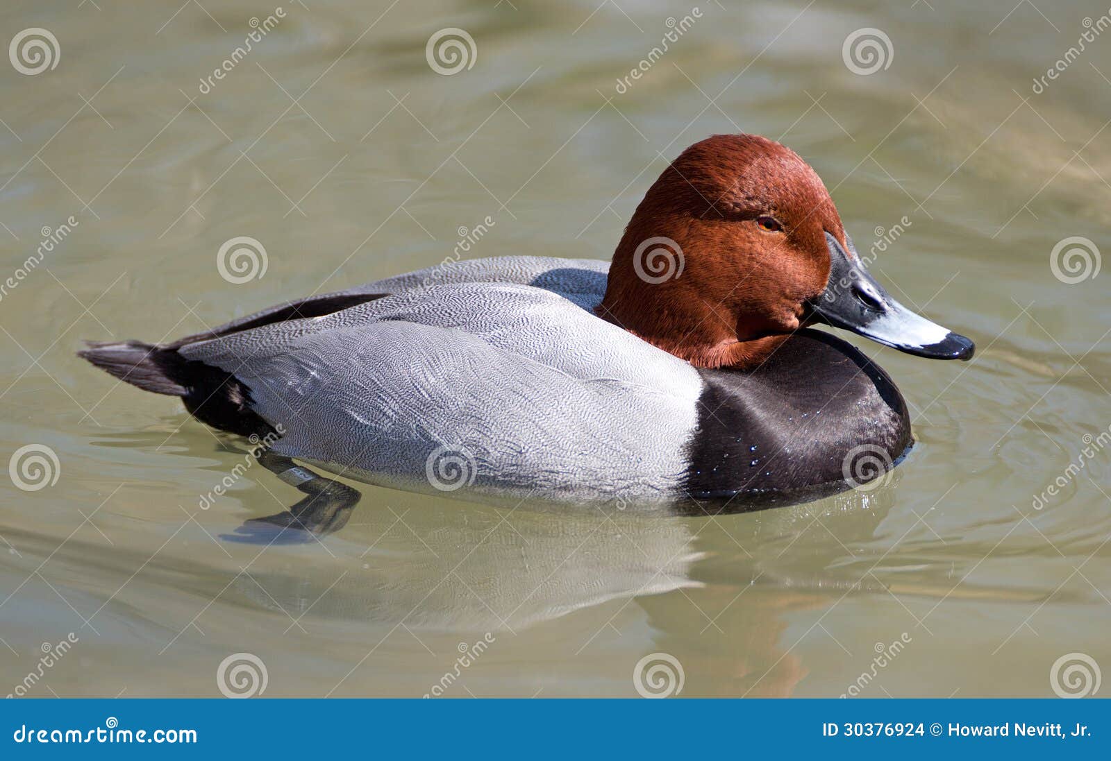 Redhead duck stock photo. Image of redhead, america, teal - 30376924