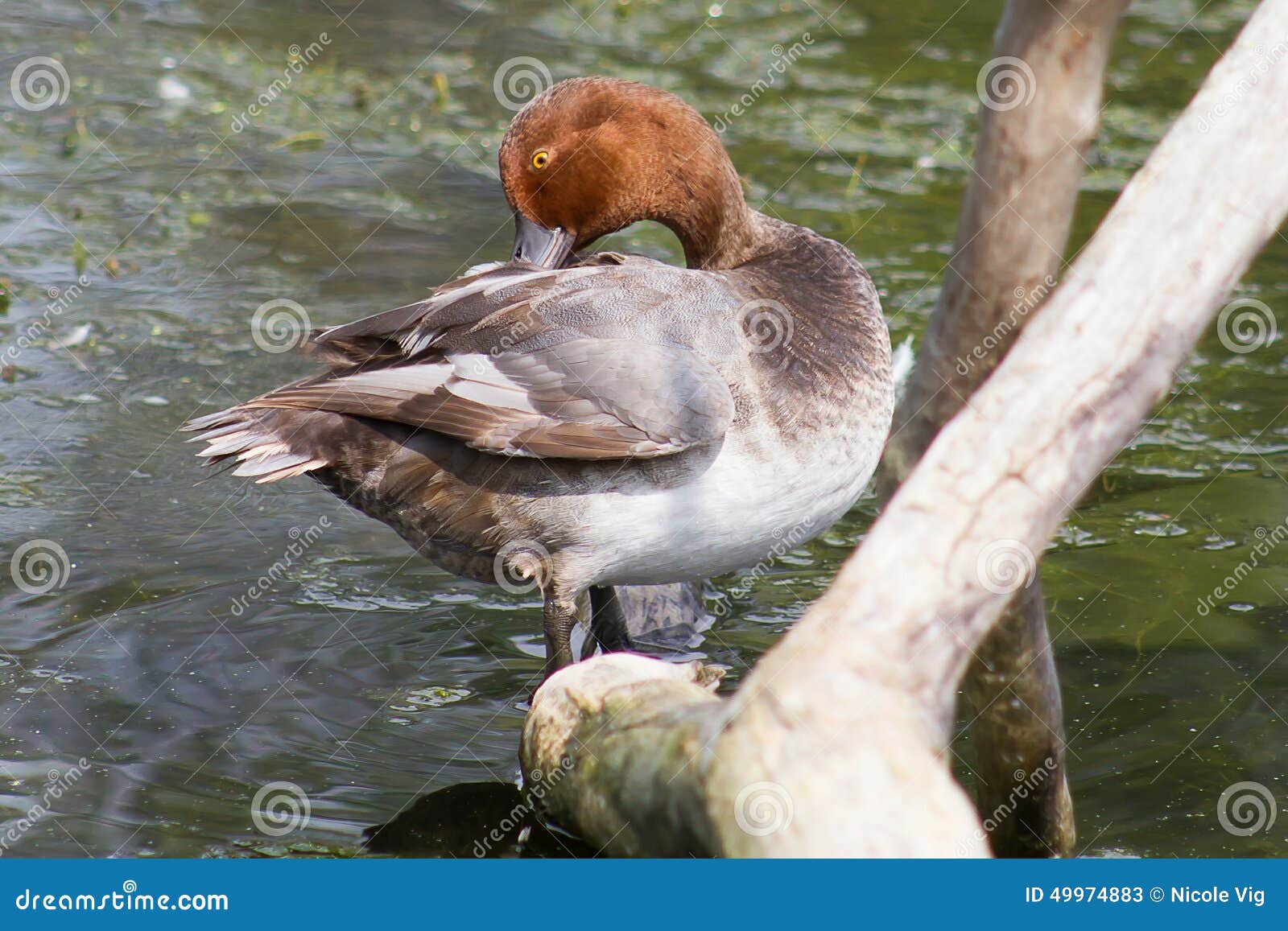 Redhead Duck Preening on a Log Stock Image - Image of lake, standing ...