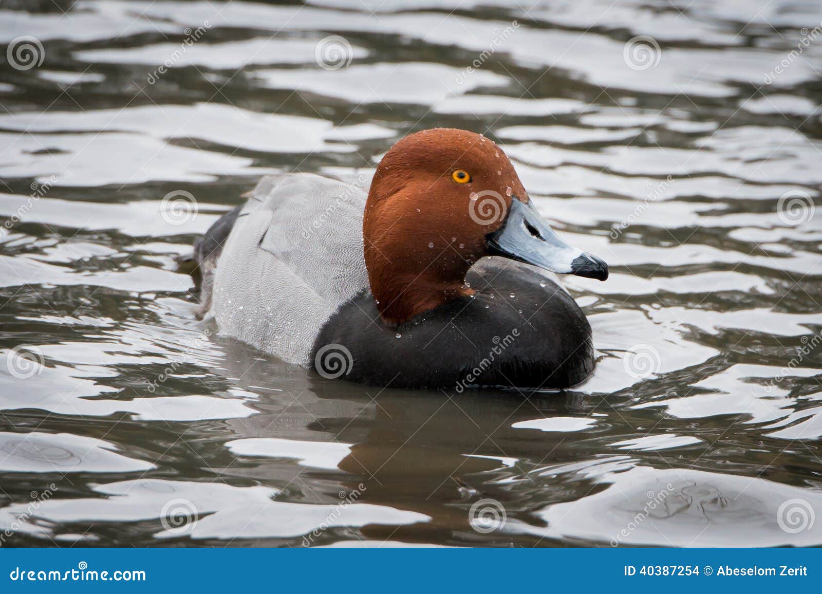 Redhead Duck stock photo. Image of animal, county, united - 40387254