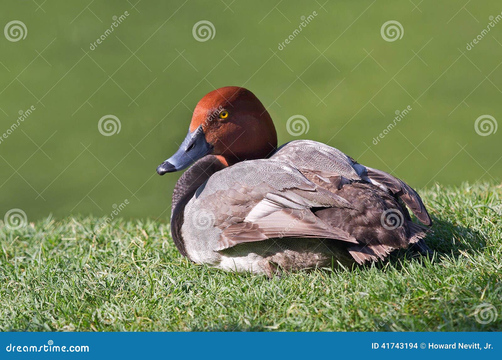 Redhead Duck stock photo. Image of plumage, duck, habitat - 41743194