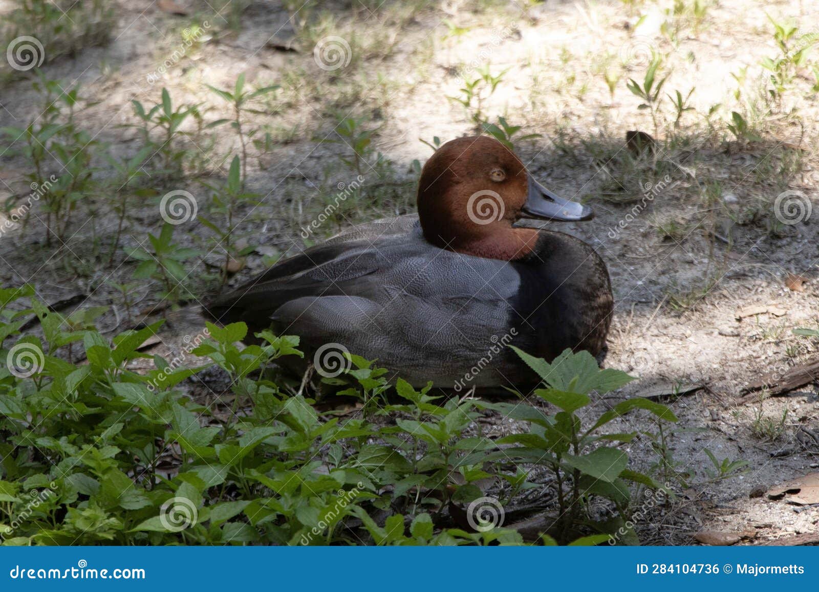Redhead Duck Sitting on Sand Stock Photo - Image of animal, bird: 284104736
