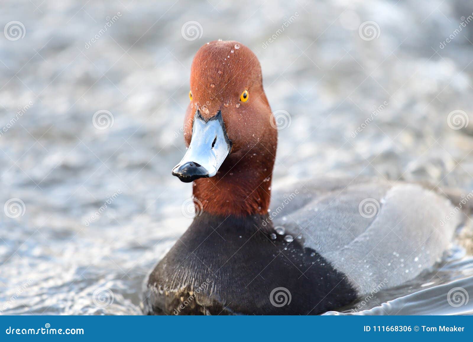 Redhead duck in the water stock photo. Image of swimming - 111668306