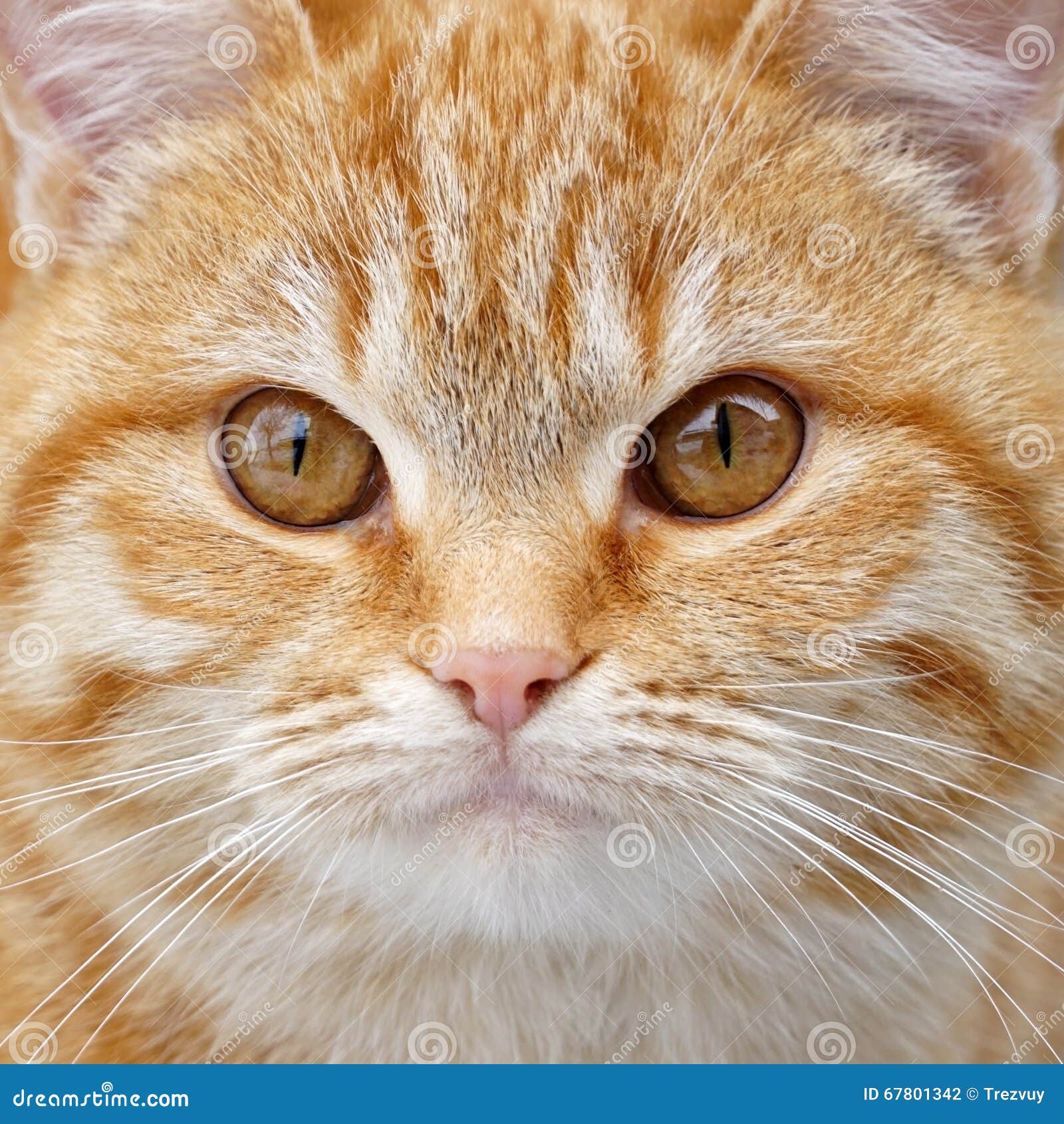 Kitten Face On Beach Sand Royalty-Free Stock Photography ...