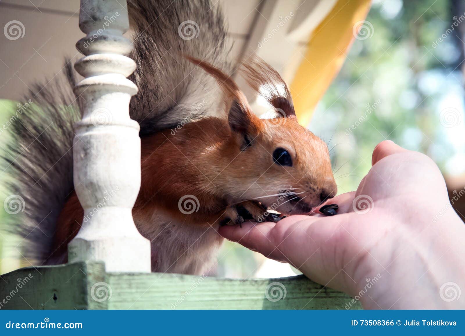 Redhead Forest Squirrel Eating from Hand at a Feeding Trough Stock ...