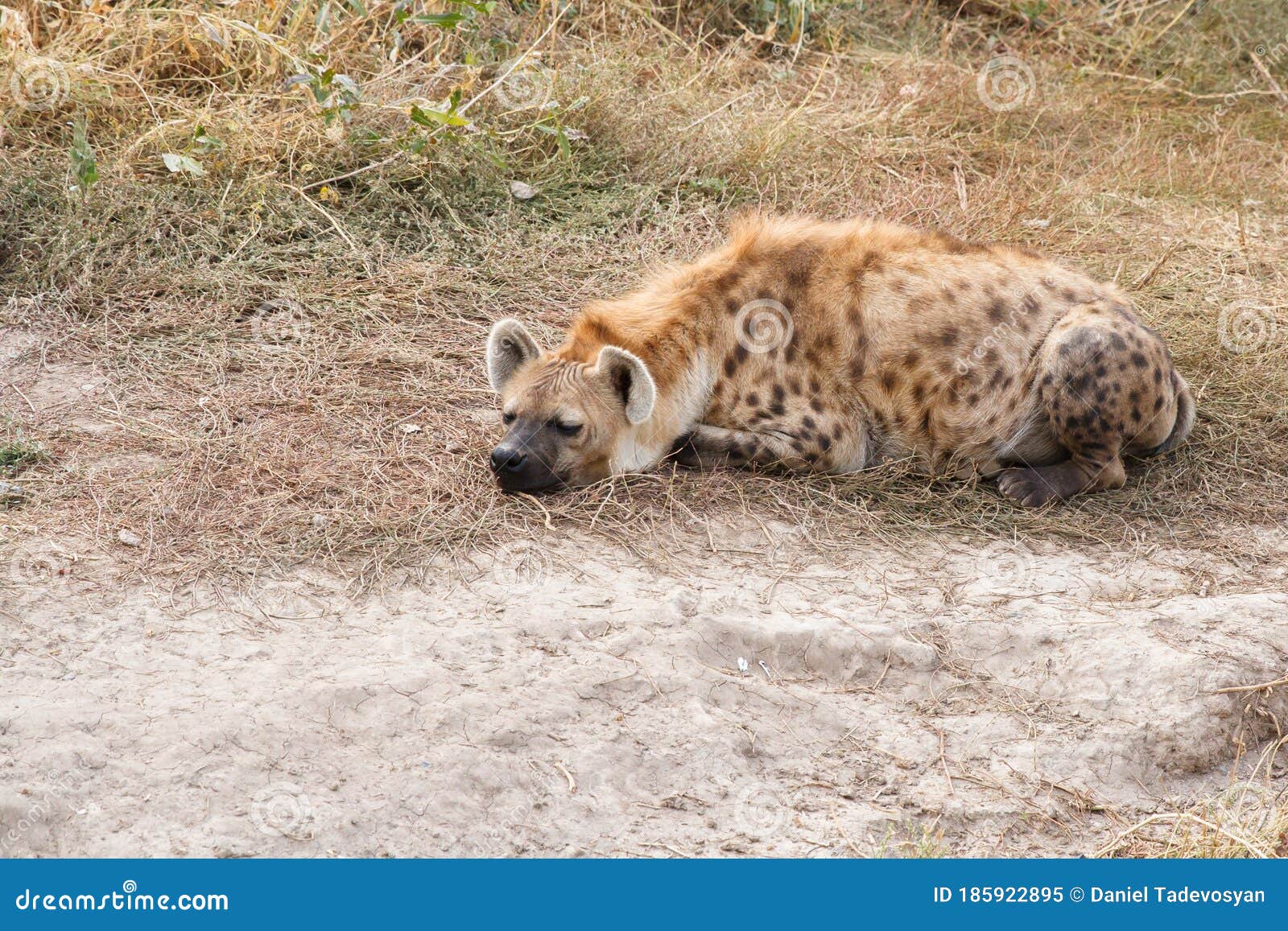 Hyena stock image. Image of street, tail, wild, person - 185922895