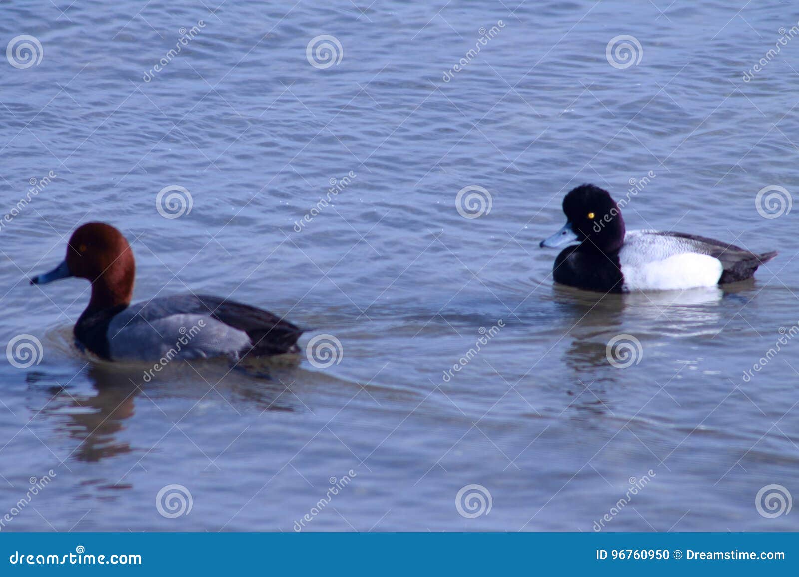 Redhead and Lesser Scaup Male Ducks Stock Photo - Image of gulf, male ...