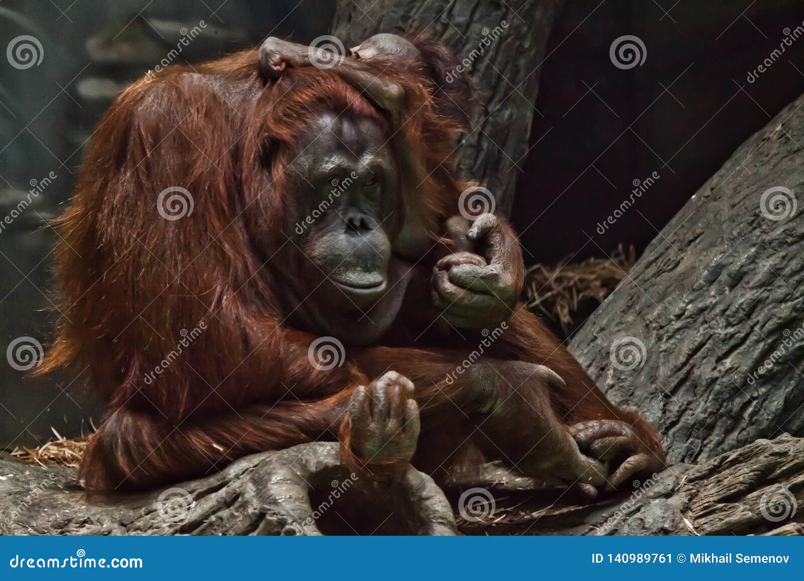 Redhead Monkey Orangutan Mother with a Child Sitting on the Branches of ...