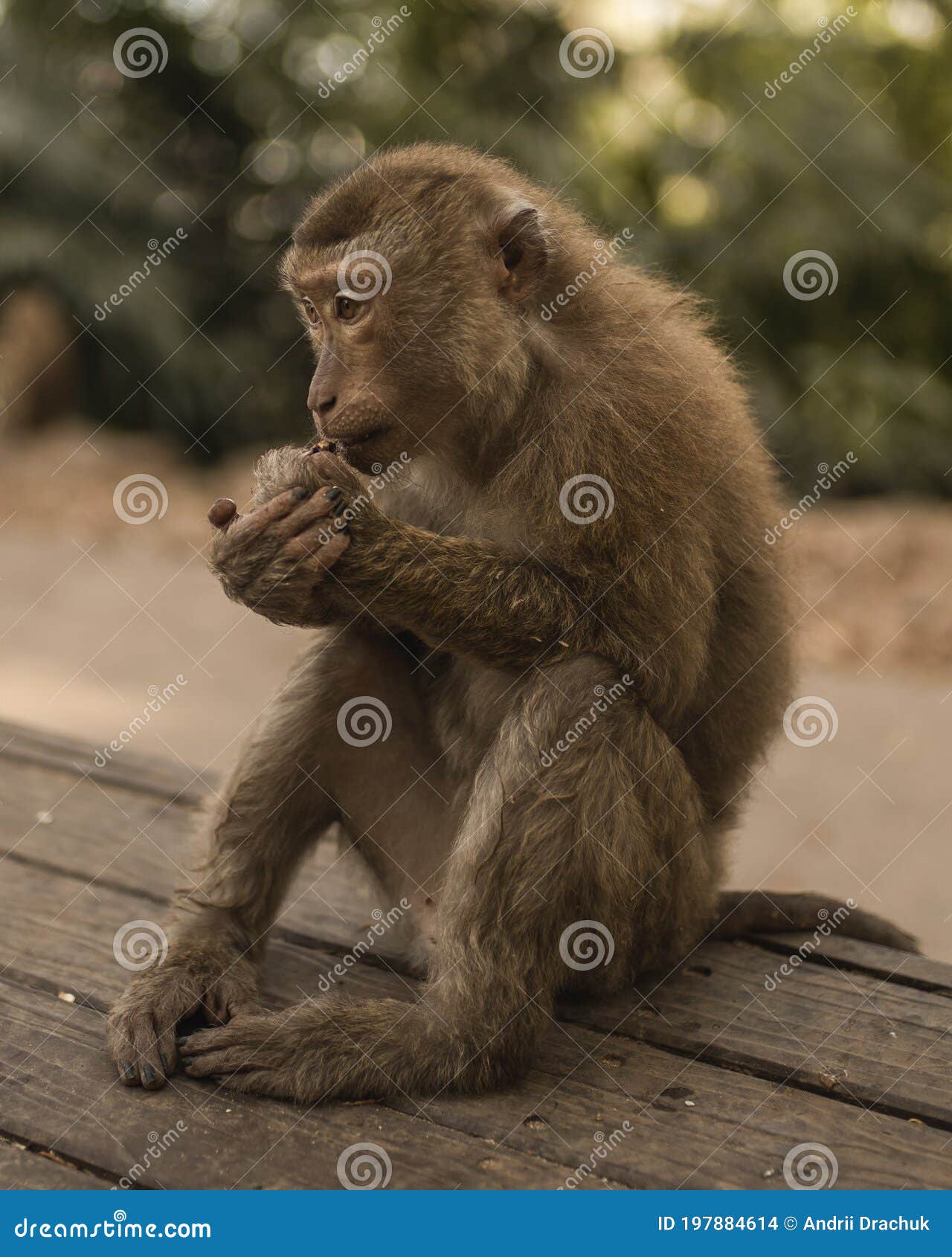 A Redhead Monkey Sits on the Ground and Eats Stock Photo - Image of ...