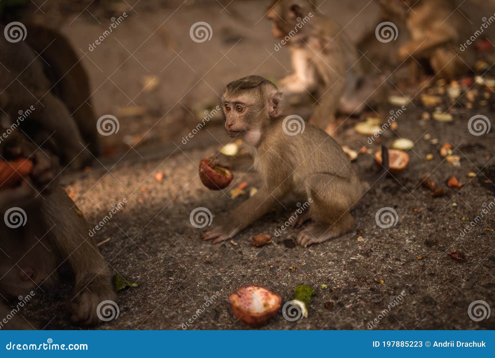 A Redhead Monkey Sits on the Ground and Eats Stock Image - Image of ...