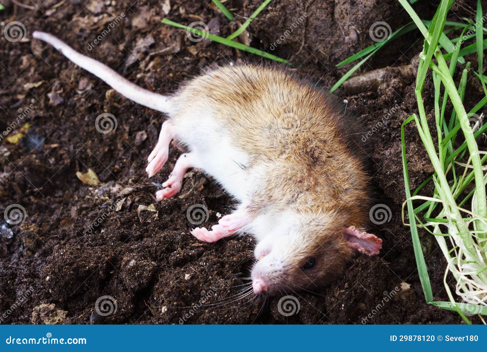 Redhead Poisoned Rat on the Field Stock Photo - Image of rodent ...