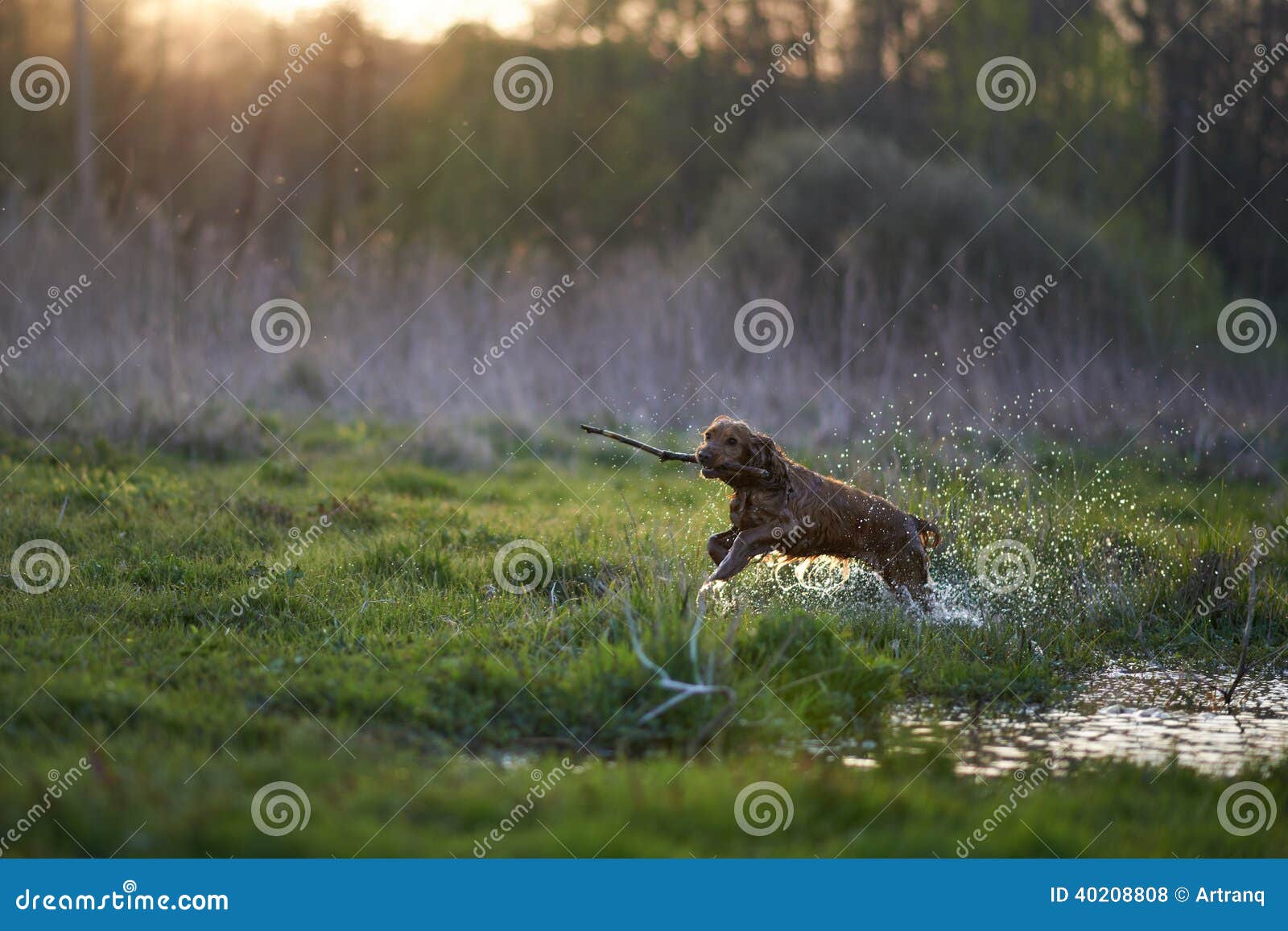 Redhead Spaniel Dog Running with a Stick Stock Photo - Image of ...