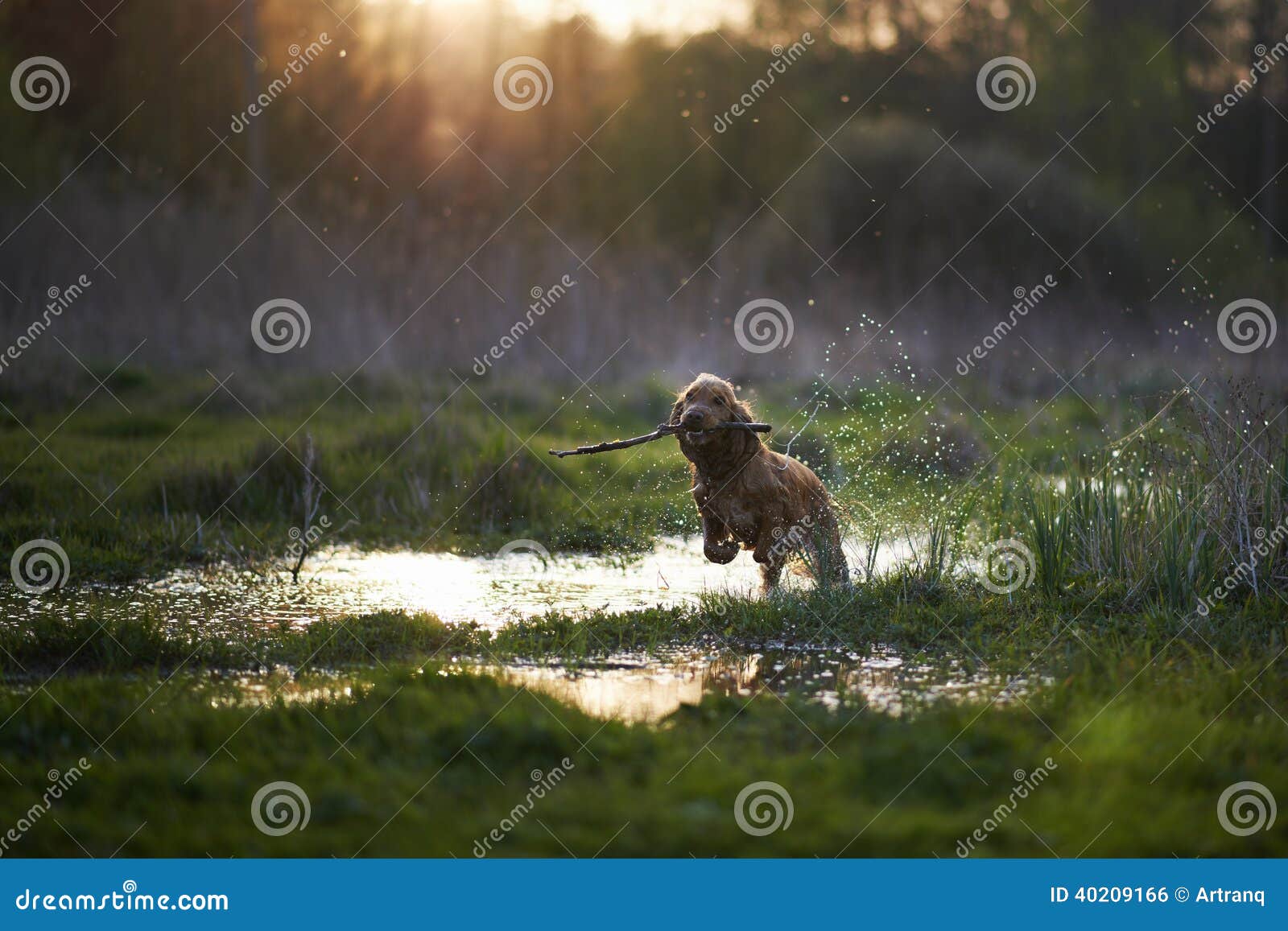 Redhead Spaniel Dog Running with a Stick Stock Photo - Image of freedom ...
