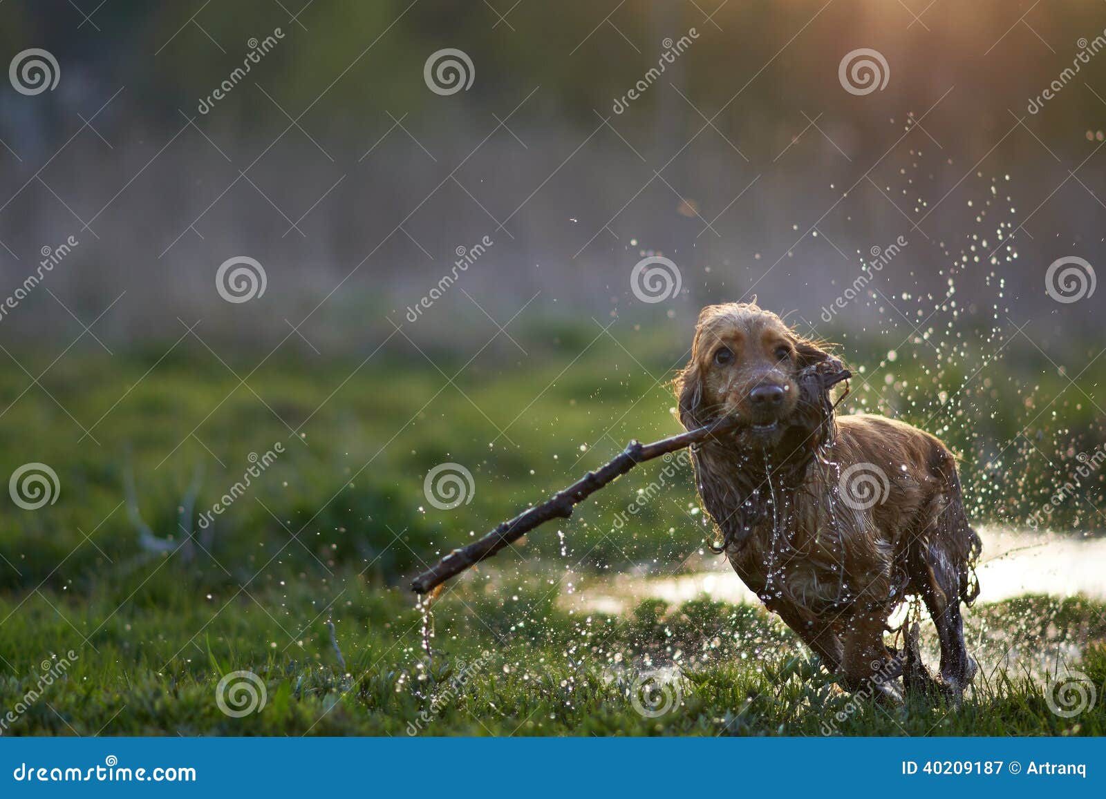 Redhead Spaniel Dog Running with a Stick Stock Image - Image of ...