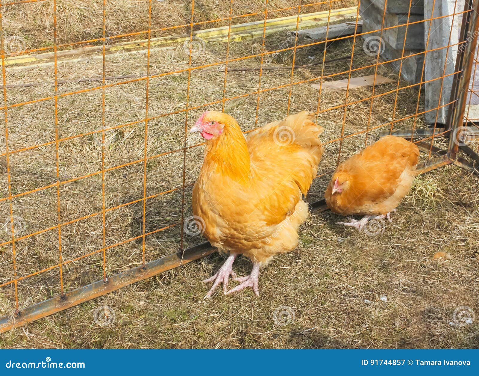 Redhead and Speckled Hen, Looking Out from Behind Bars. Chicken Stock ...