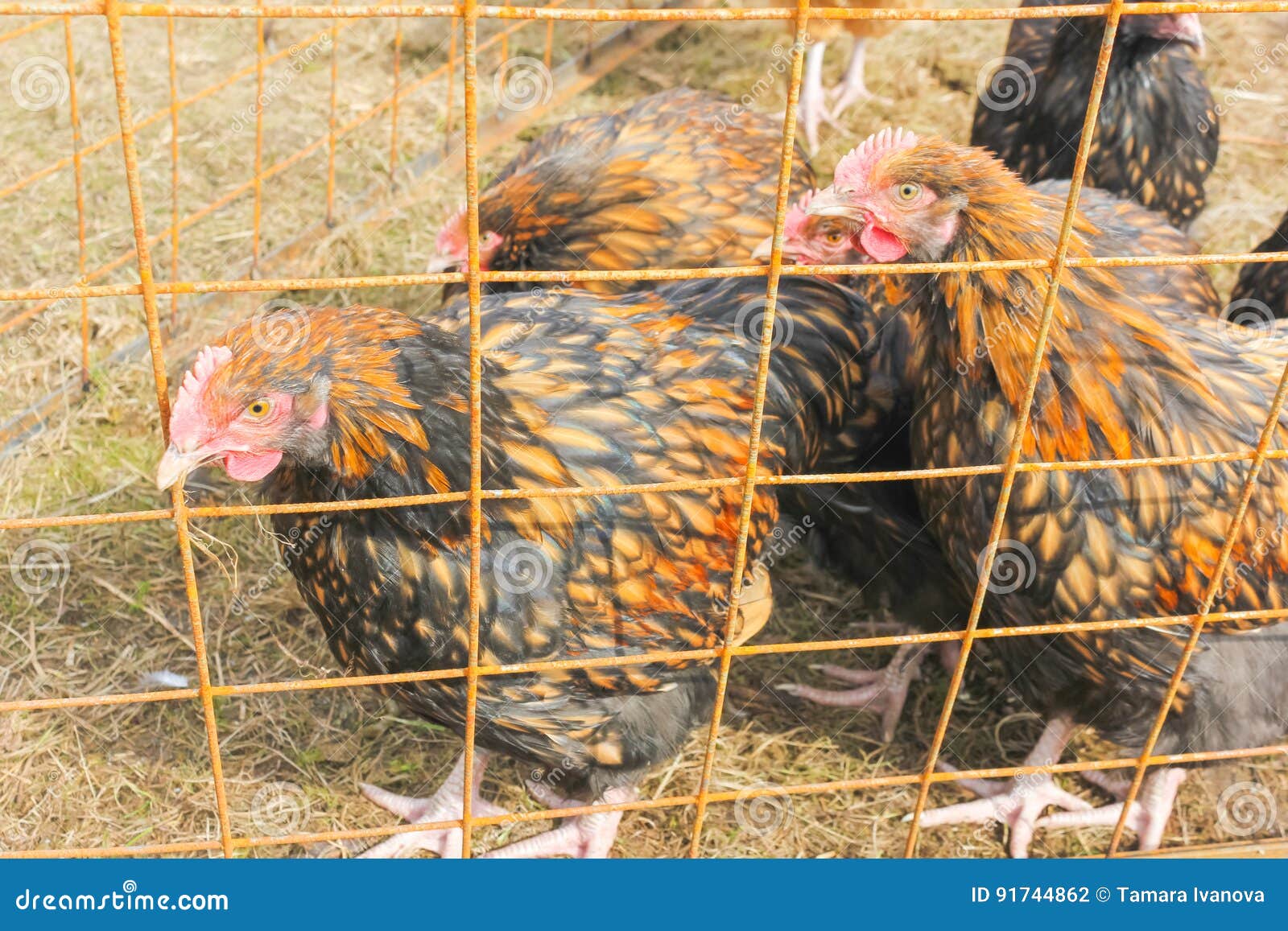 Redhead and Speckled Hen, Looking Out from Behind Bars. Chicken Stock ...