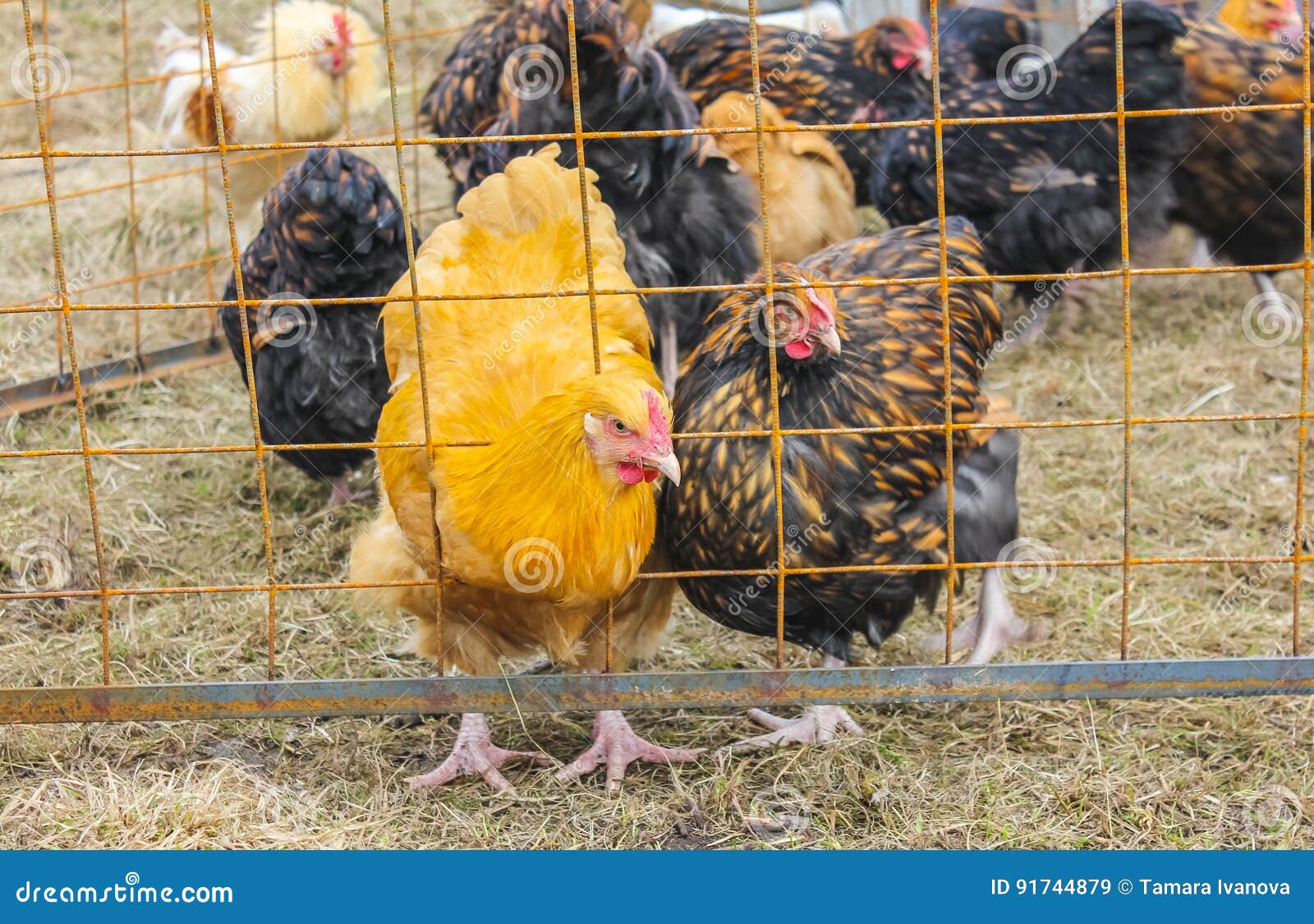 Redhead and Speckled Hen, Looking Out from Behind Bars. Chicken Stock ...