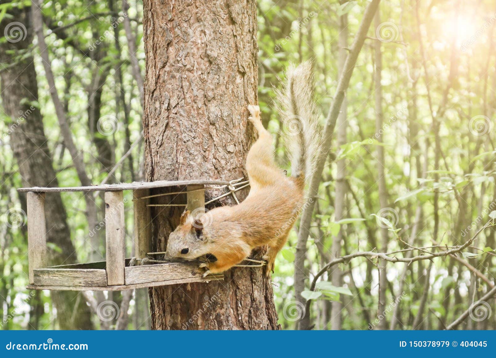 A Redhead Squirrel Holds an Acrobatic Pose Hanging from a Tree in a ...