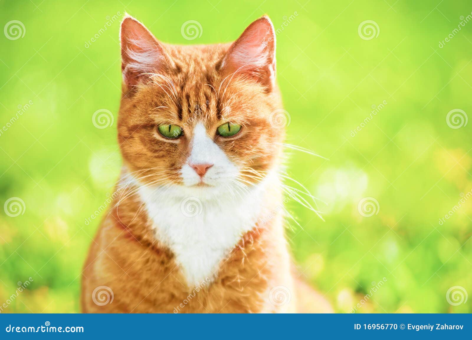 Redheaded Cat on Green Grass Stock Photo - Image of front, focus: 16956770